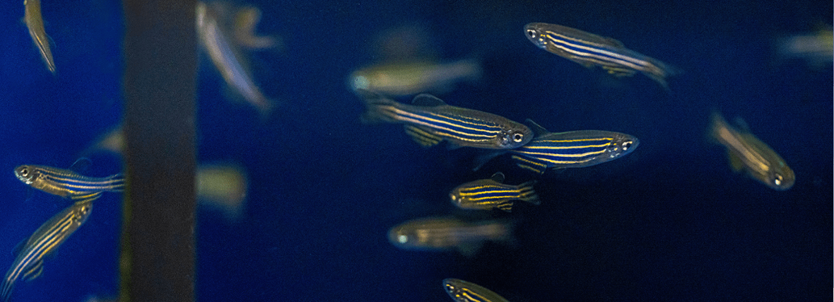 Bold and anxious fish help in the hunt for medication for ADHD and ...